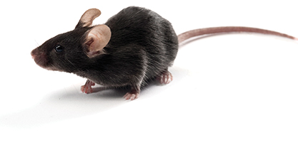 C57BL/6JNifdc小鼠, C57BL/6JNifdc Mice - 维通利华 | Charles River